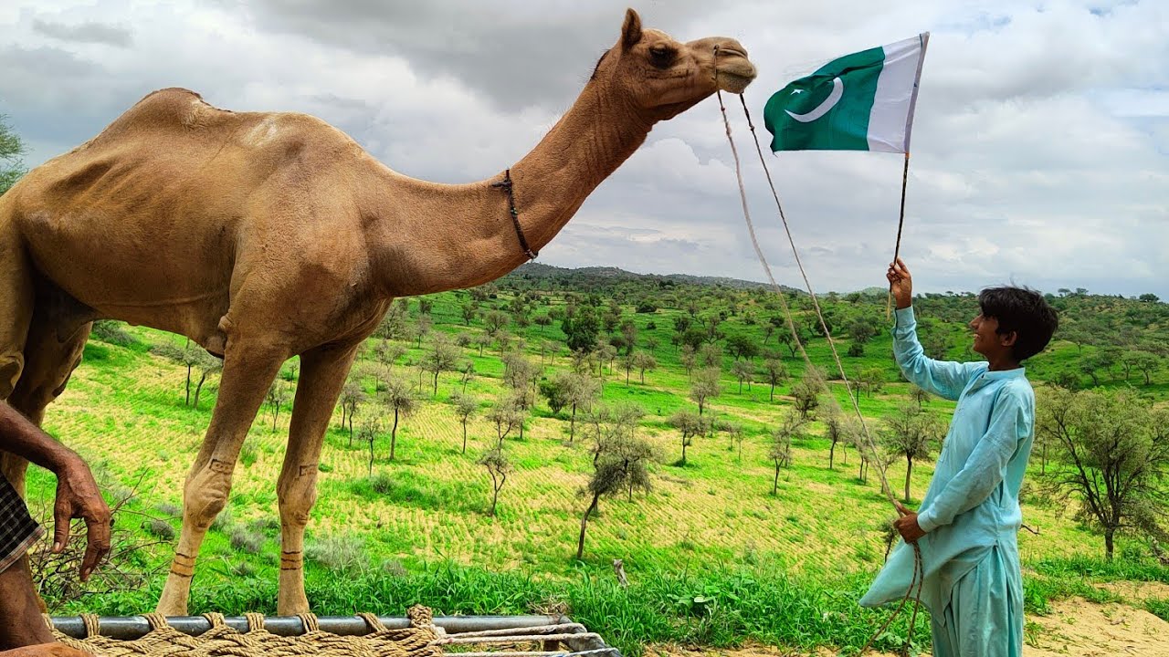 Tharparkar Greenery🍀|Thari Camel|Monsoon Heavy Rains in Thar|Rain in ...