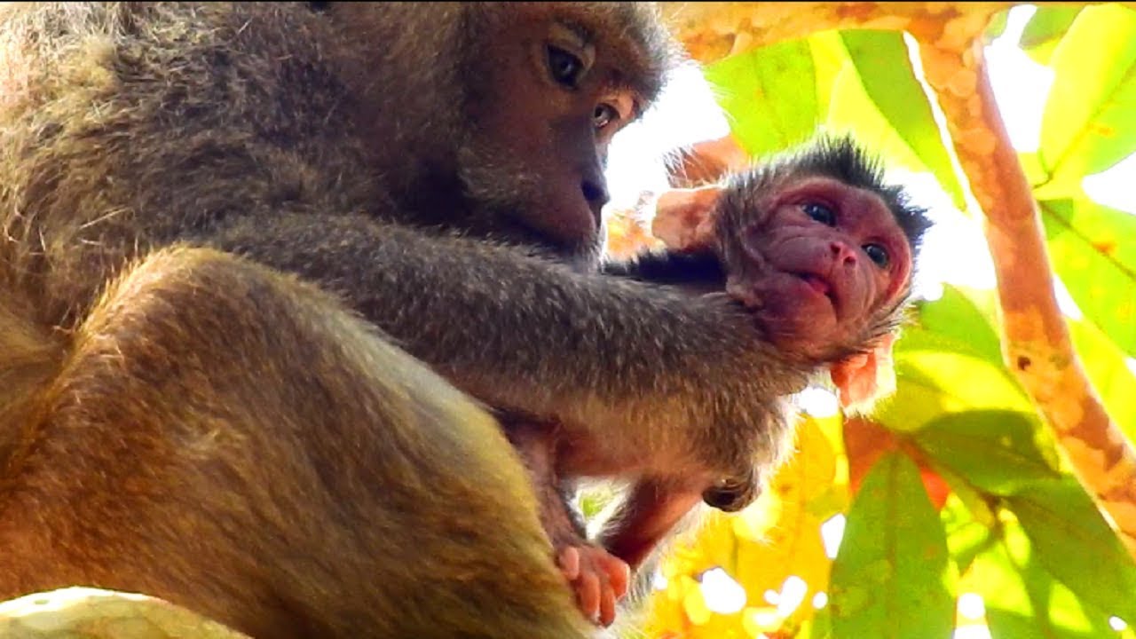 OMG! Why Blacky Carrying Her Newborn Baby Monkey Like This! Praying ...