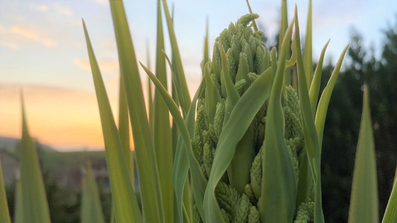 Surprise! - Cordyline Palm tree flower spike emerging in the UK - YouTube