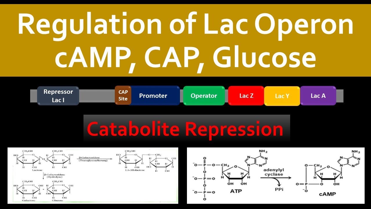 Lac Operon Regulation - Catabolite Repression: Role of cAMP, CAP ...