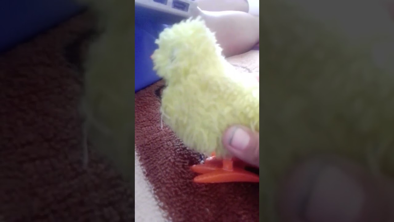 pollo se cayó en el piso jajajaja jajajaja XD🐥 - YouTube