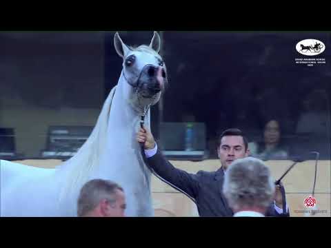 N.330 D WABBAS - ERAB Arabian Horse International Show - Stallions 7+ Years Old (Class 12)