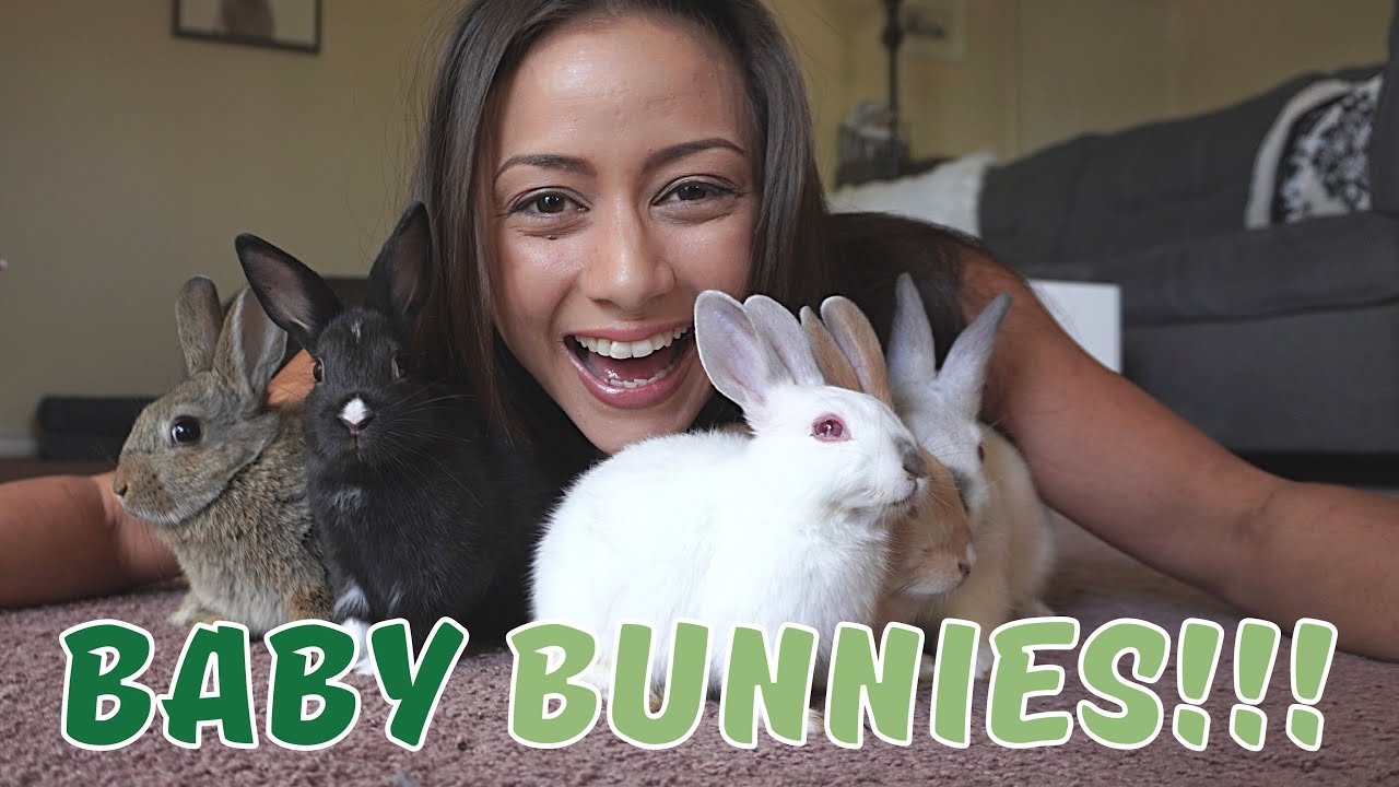 We're Fostering Baby Rabbits! | Bunnies EVERYWHERE! What have we done ...