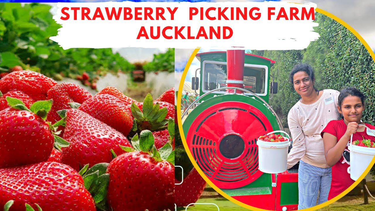 Strawberry / Blueberry / Blackberry / boysenberry / Farm in Auckland ...