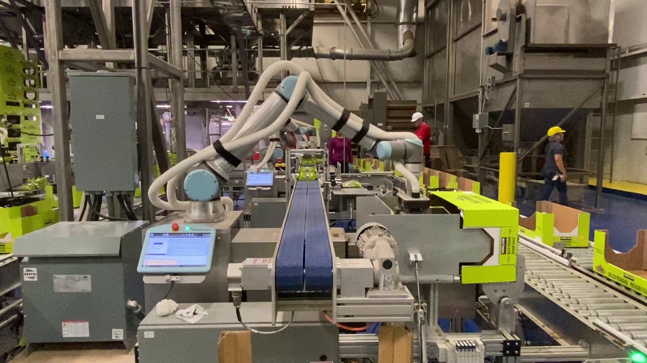 Display-Ready Case Packing by Allied Technology - YouTube