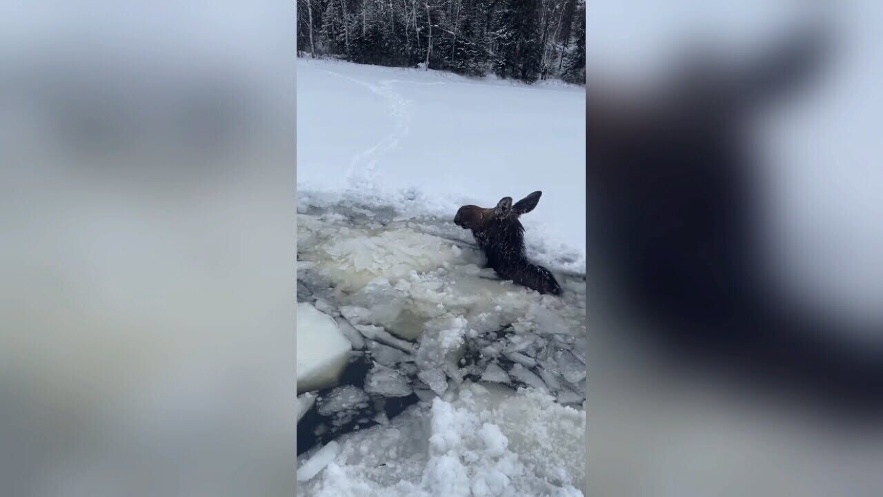 TBT News Clips: Area logging crew rescues moose in distress - Feb. 9 ...