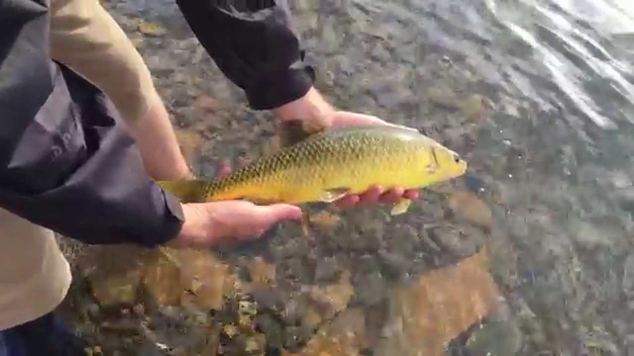 Catching a Smallmouth Yellowfish - Sterkfontein Dam - YouTube