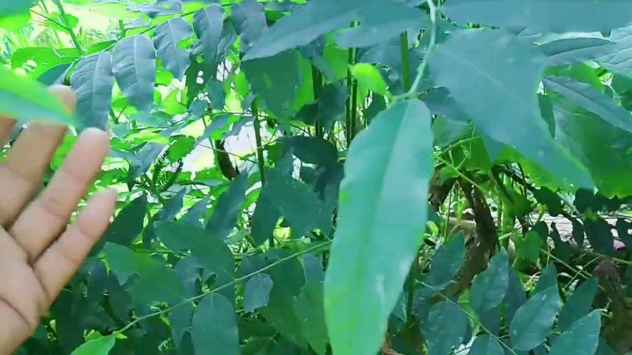 Chinese Malunggay w/benefits#Ibang URI Ng Malunggay - YouTube