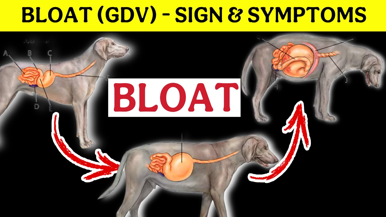 Why Does BLOAT Happen? How Can You STOP IT - YouTube