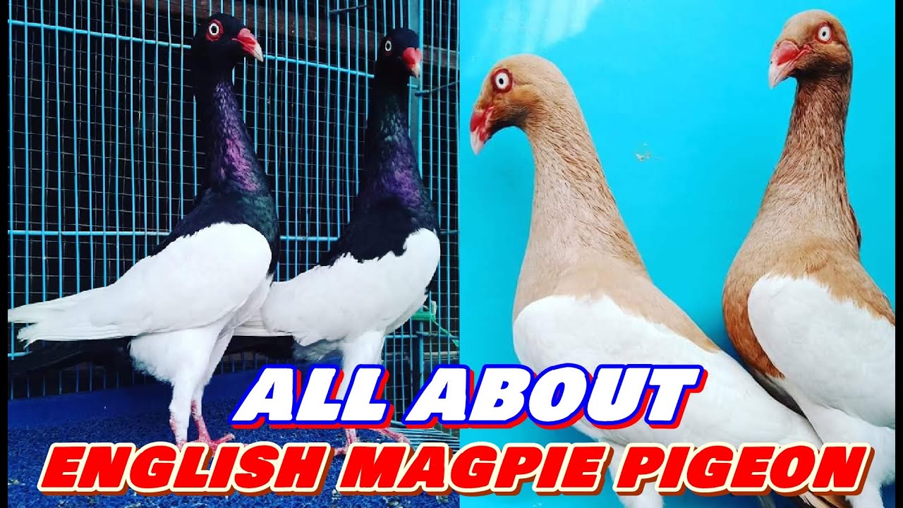 All About English Magpie Pigeon | Standard Information, Characteristics ...