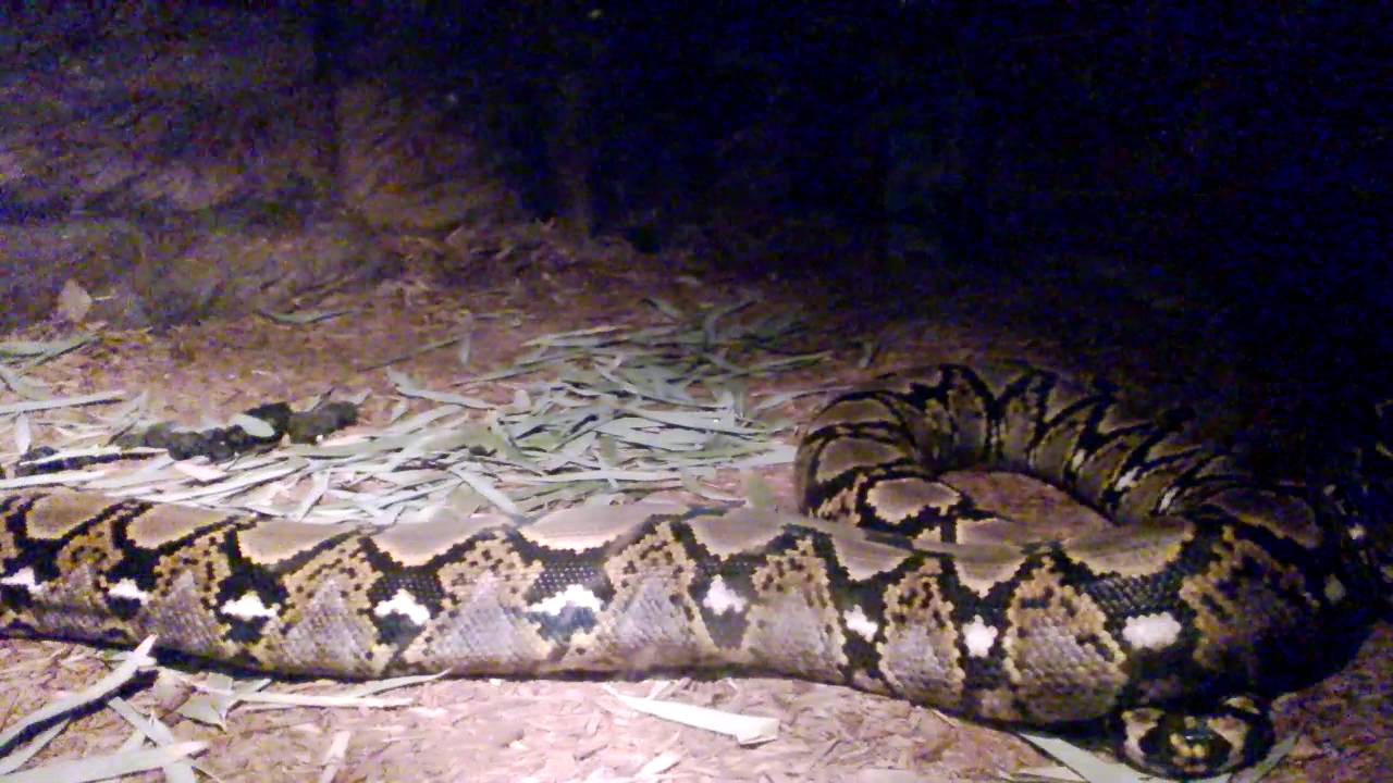 Python at Virginia Beach Zoo 2016 - YouTube