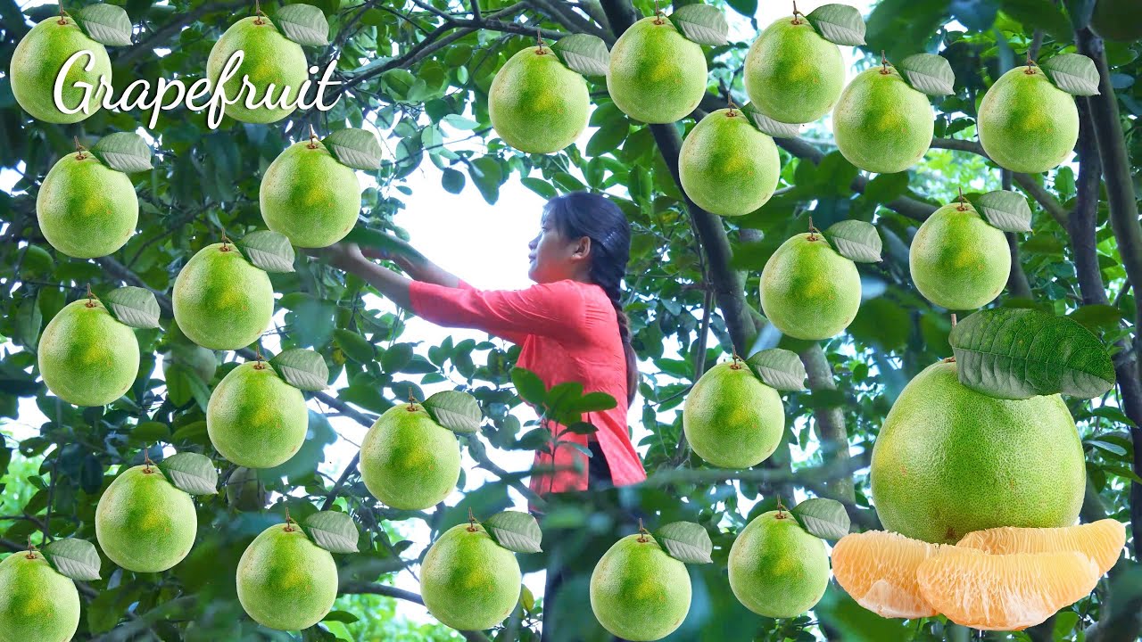 Harvest Grapefruit Like a PRO And Make Grilled Fish in 120 Minutes Flat ...