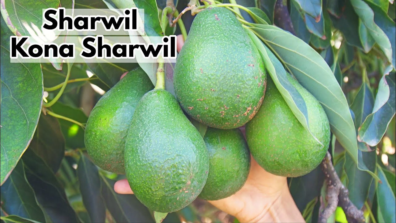 Planting Avocado Tree | Sharwil - Kona Sharwil Avocado Tree | Duke 7 ...