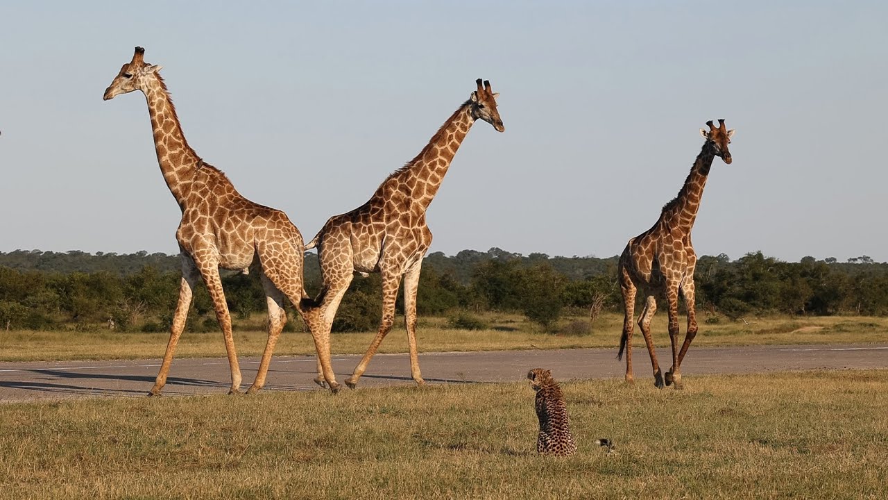 An Afternoon with CHEETAH And GIRAFFE. - YouTube