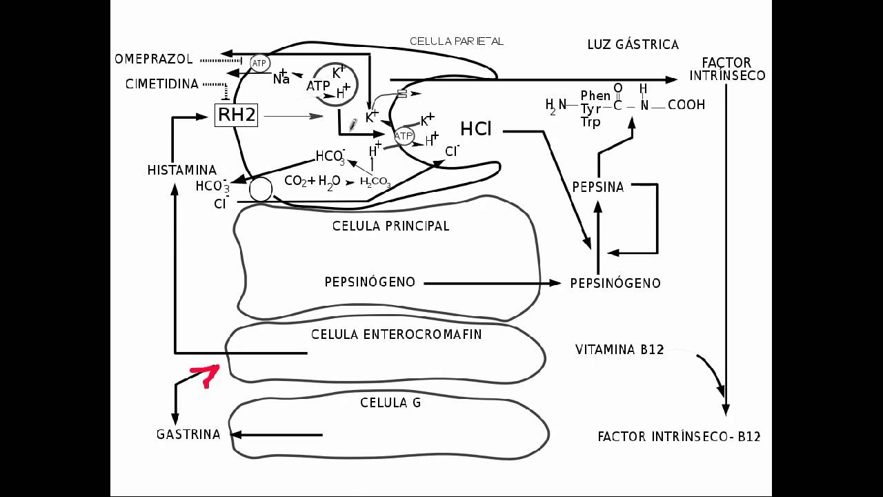 proteinas digestion y absorcion - YouTube