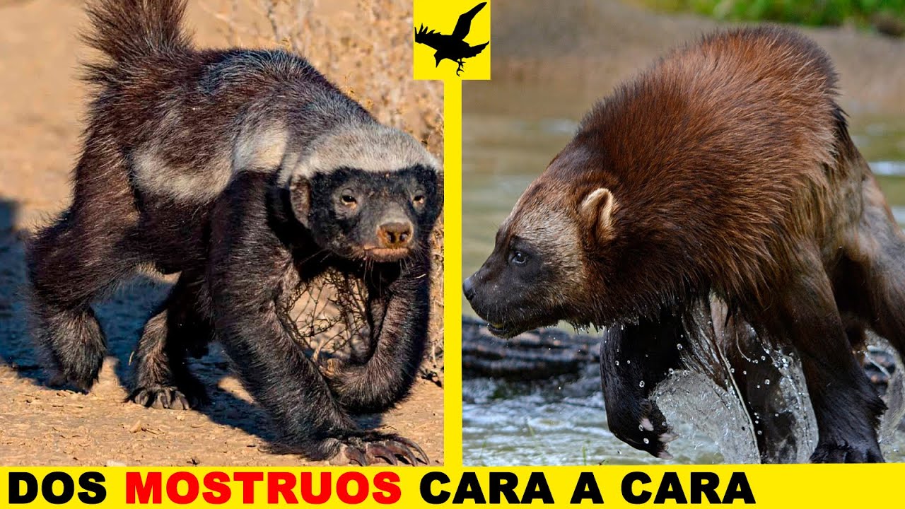 BATALLA ÉPICA: GLOTÓN VS TEJÓN DE LA MIEL - ¿QUIÉN DOMINARÁ LA TIERRA ...