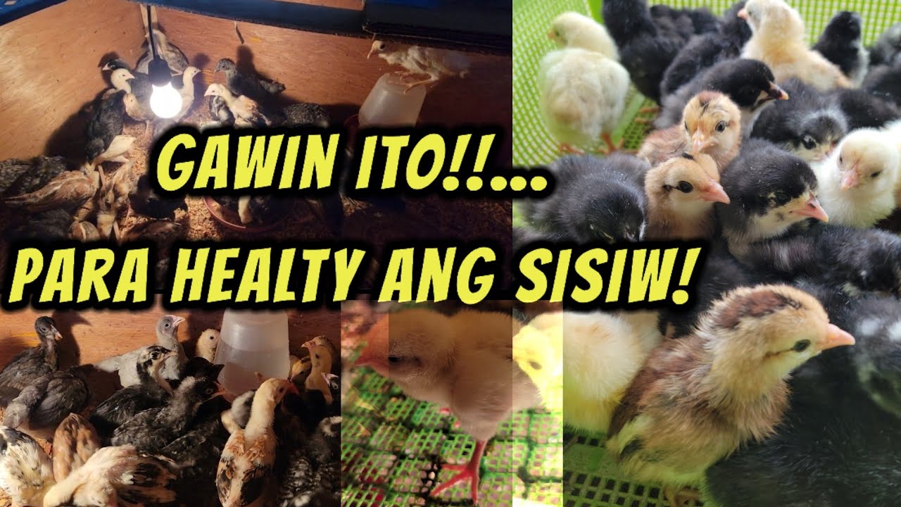 Mga kailangan gawin para healty ang sisiw mo! (re-upload) - YouTube
