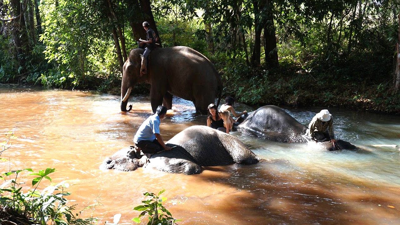 ដំរី ងូតទឹក នៅអូរកាទៀង ខេត្តរតនគិរី - YouTube