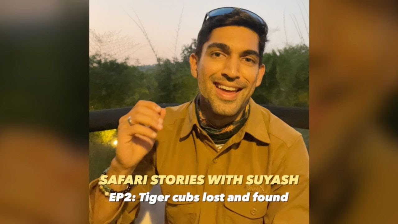 Tiger Cubs: Lost and Found EP2 🐯🐯 | Safari Stories with Suyash - YouTube