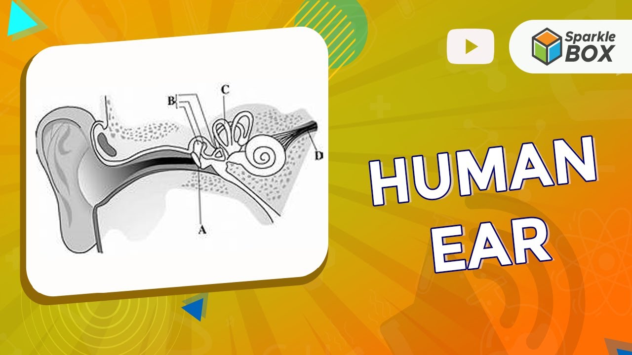 How Does a Human Ear Works? | Grade 8 Science Experiment | Sparklebox ...