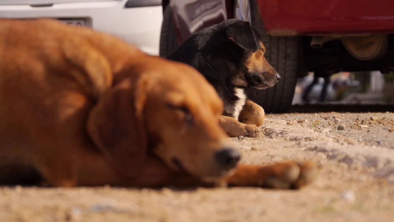 Two Stray Dogs lying in the Street | Stock Video of Stray Dogs | 23 ...