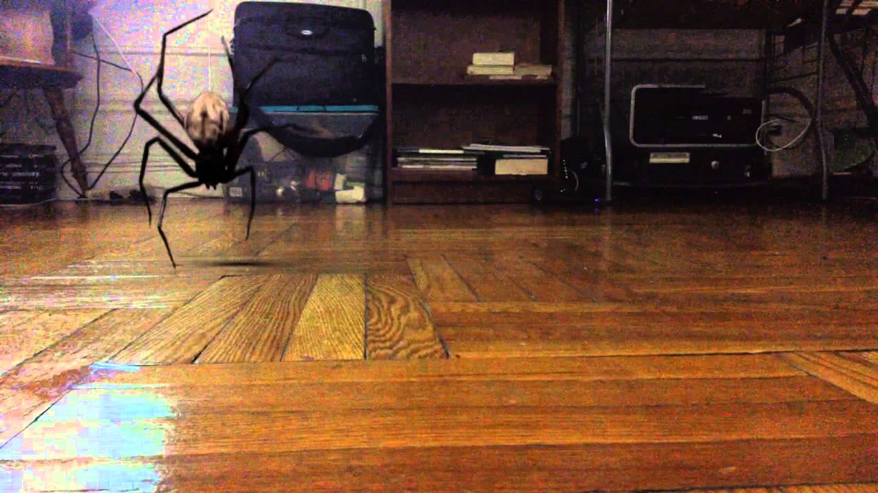 Spider strike - YouTube