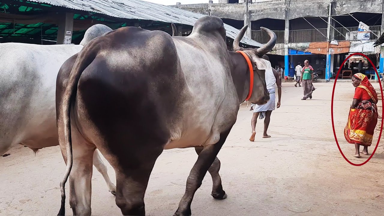 Gabtoli Cow new collection 2020 | Gabtoli Cow Eid collection 2020 ...