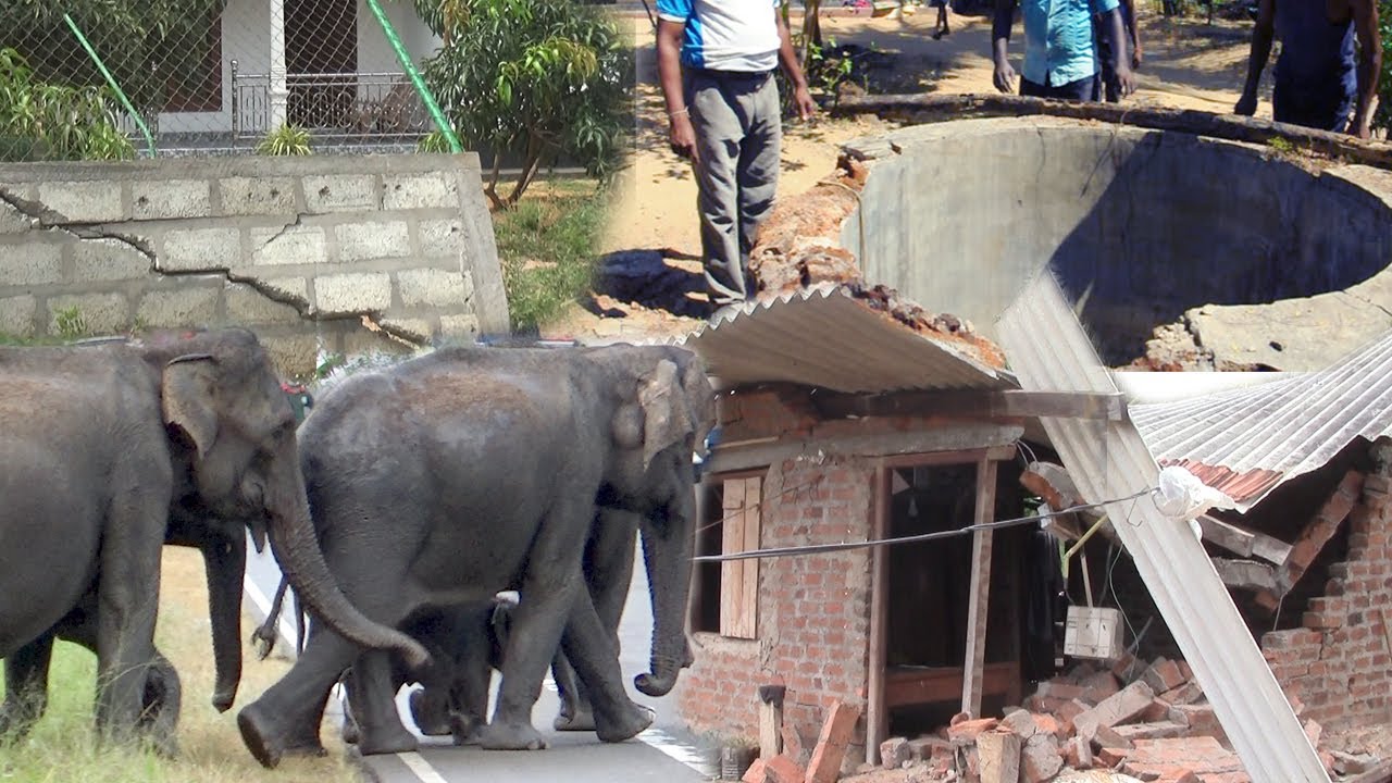 Human-elephant conflict | Ineradicable elephant moments | Wildlife ...