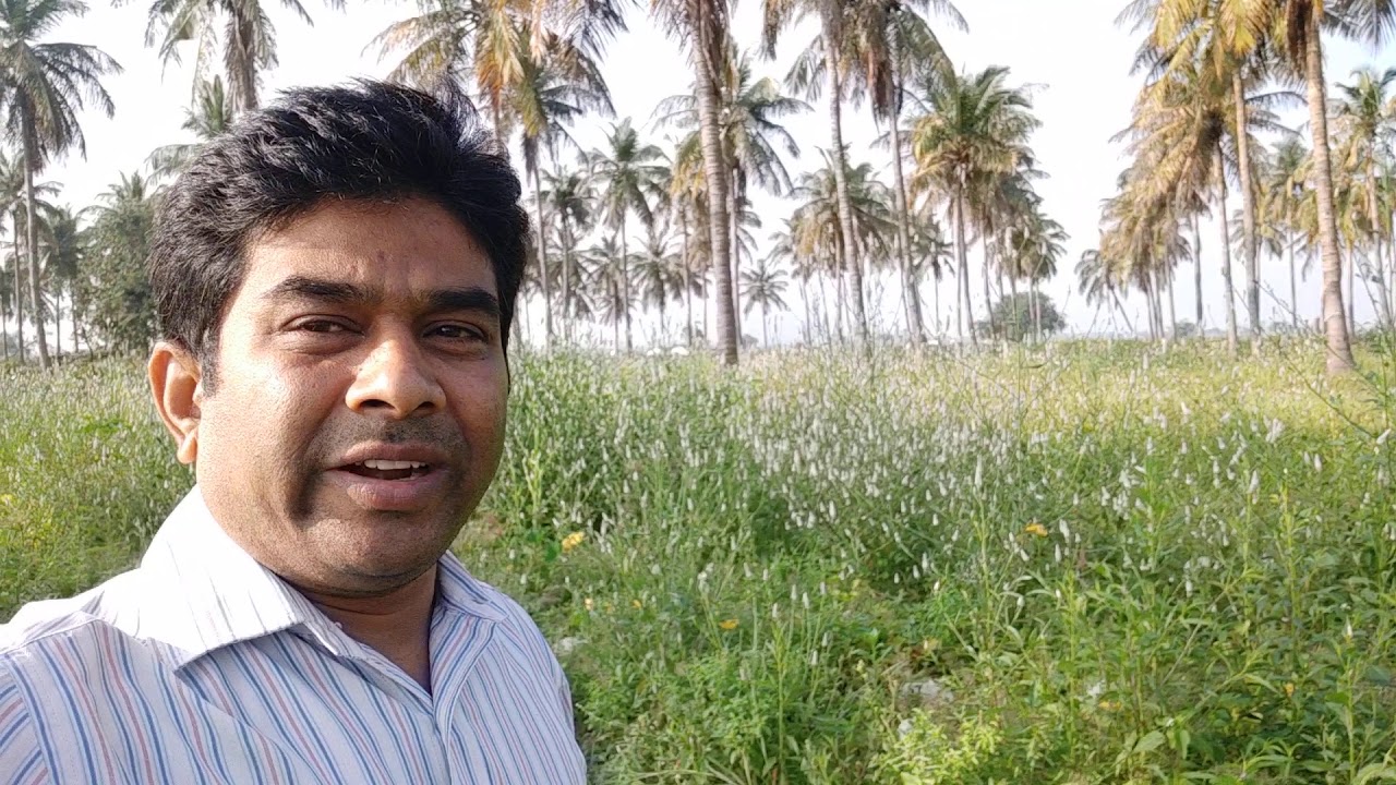 Natural Farming Ash Guard - YouTube
