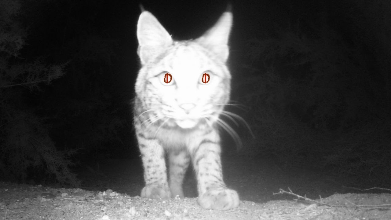 Amazing Footage of Predators In Nevada - Distianert Infrared Trail Cam ...