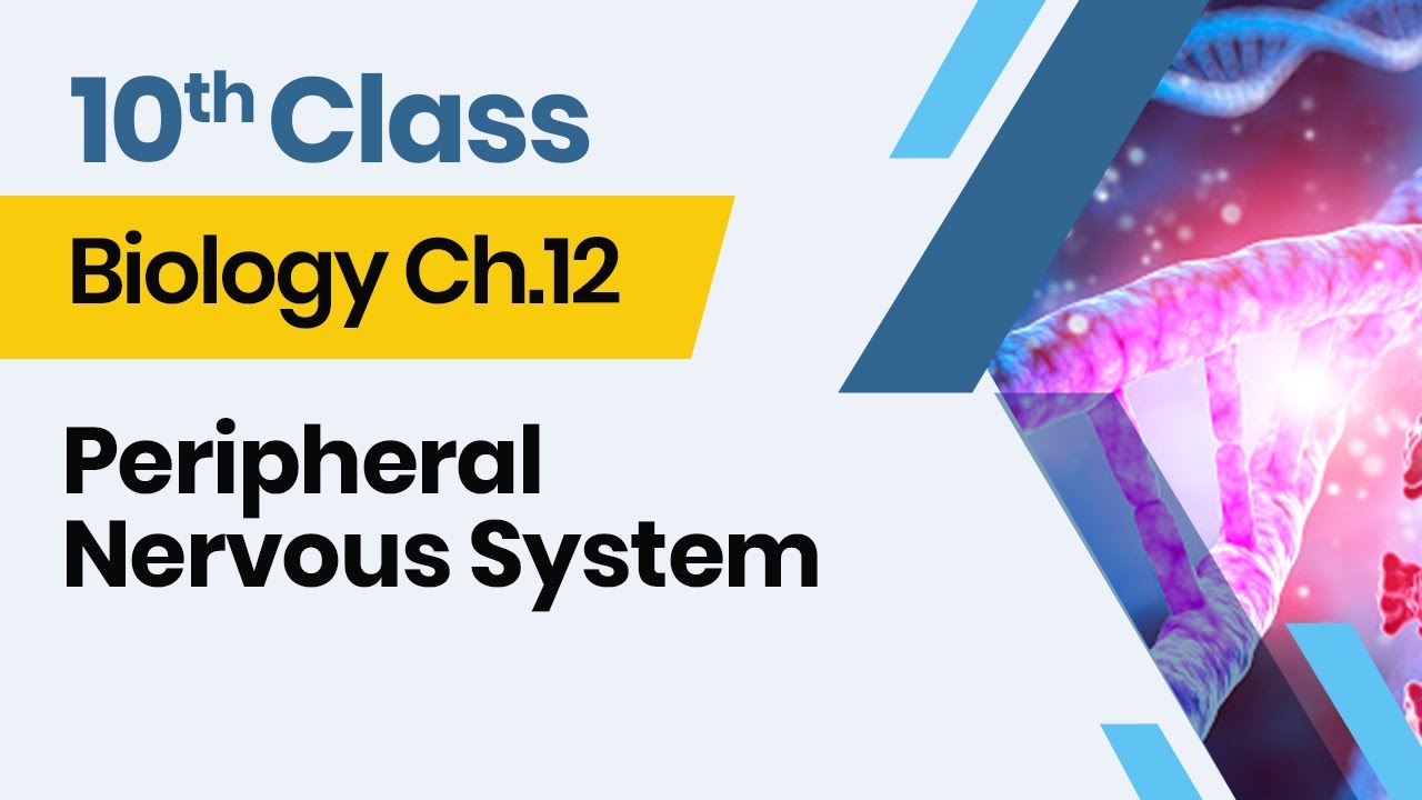 Peripheral Nervous System - Chapter 12 - Biology Class 10th - Lecture 8 ...