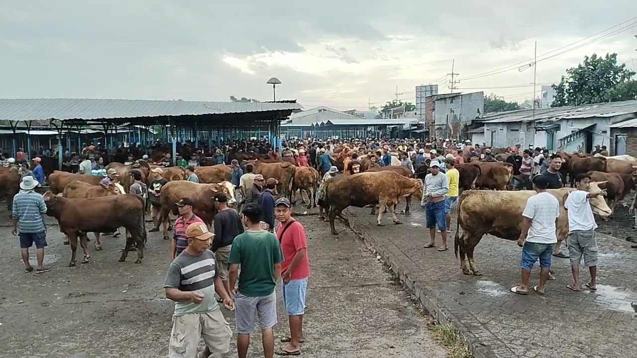 Full Stok Ready‼️Harga sapi lemu || Pasar Sapi Guyangan Nganjuk || - YouTube
