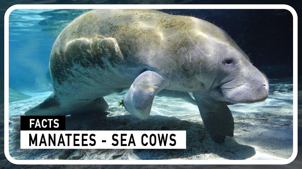 10 Fascinating Facts about Manatees - Uncovering the Mysteries of Sea ...