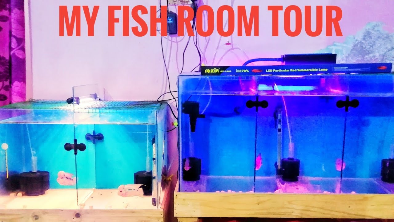 PAG || My fish room tour || fishes || pond ️ ️👍🐠🐟🐠🐟🐠🐟😍🥰 ️👍👍 - YouTube