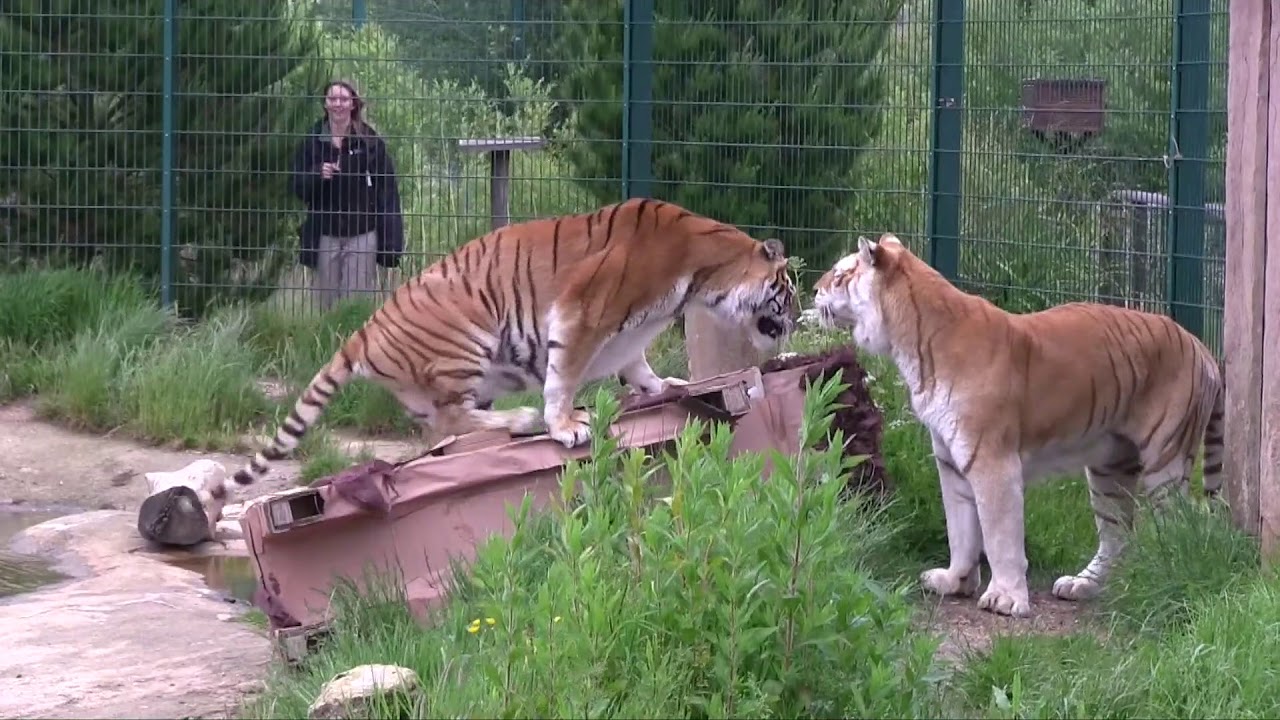 Animals of the IOW Zoo - YouTube