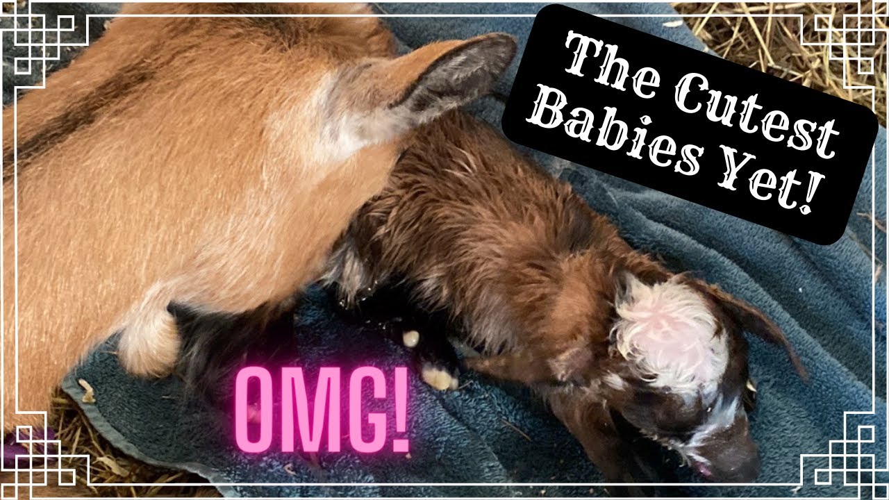Easiest Goat Birth Ever! - YouTube