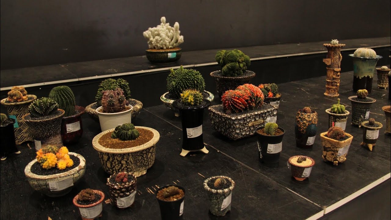 Cactus show yearly! The most rare beautiful cactuses in the world 🌵 ️ ...