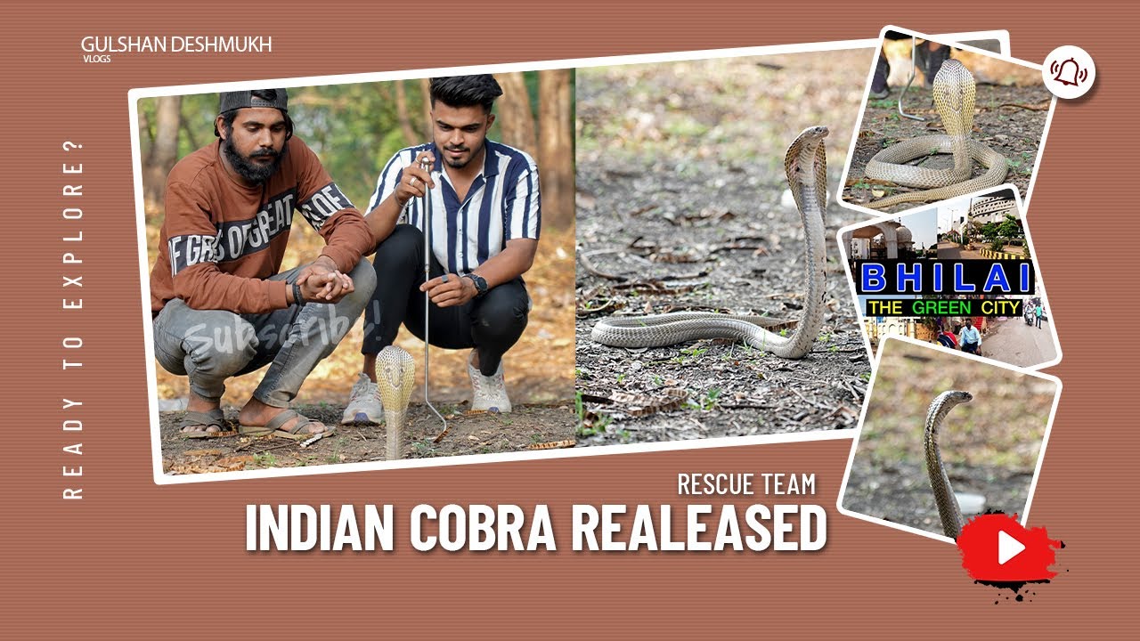 दुनिया के सबसे खतरनाक सांप से हुआ सामना। DAD OF ALL SNAKES - INDIAN ...