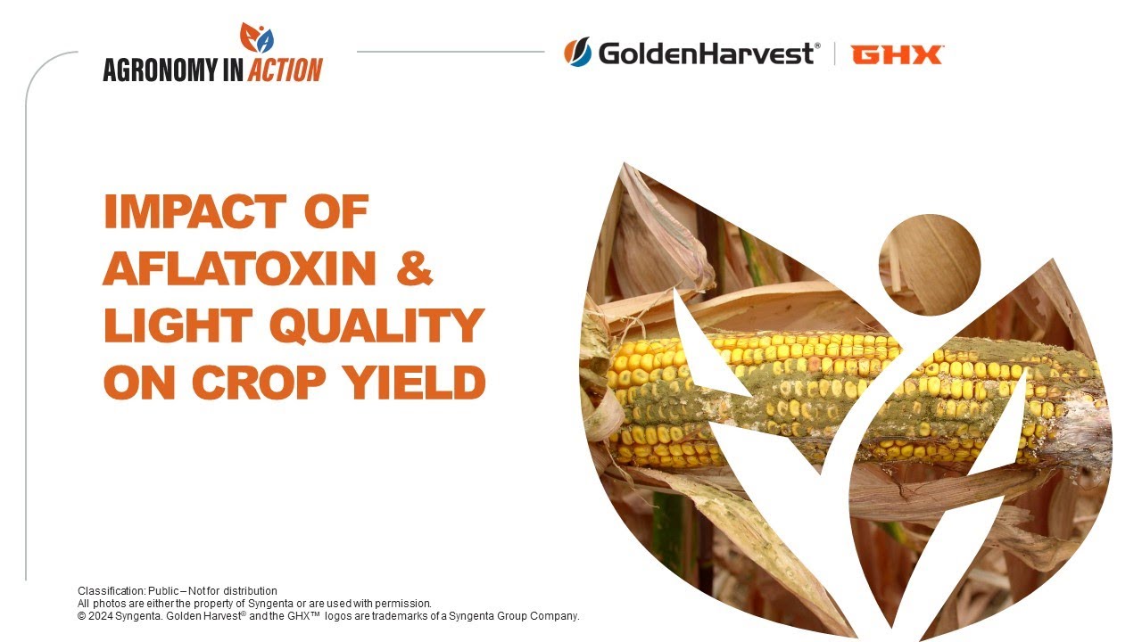 Agronomy in Action Insight Series: Aflatoxin and Light Quality on Crop ...