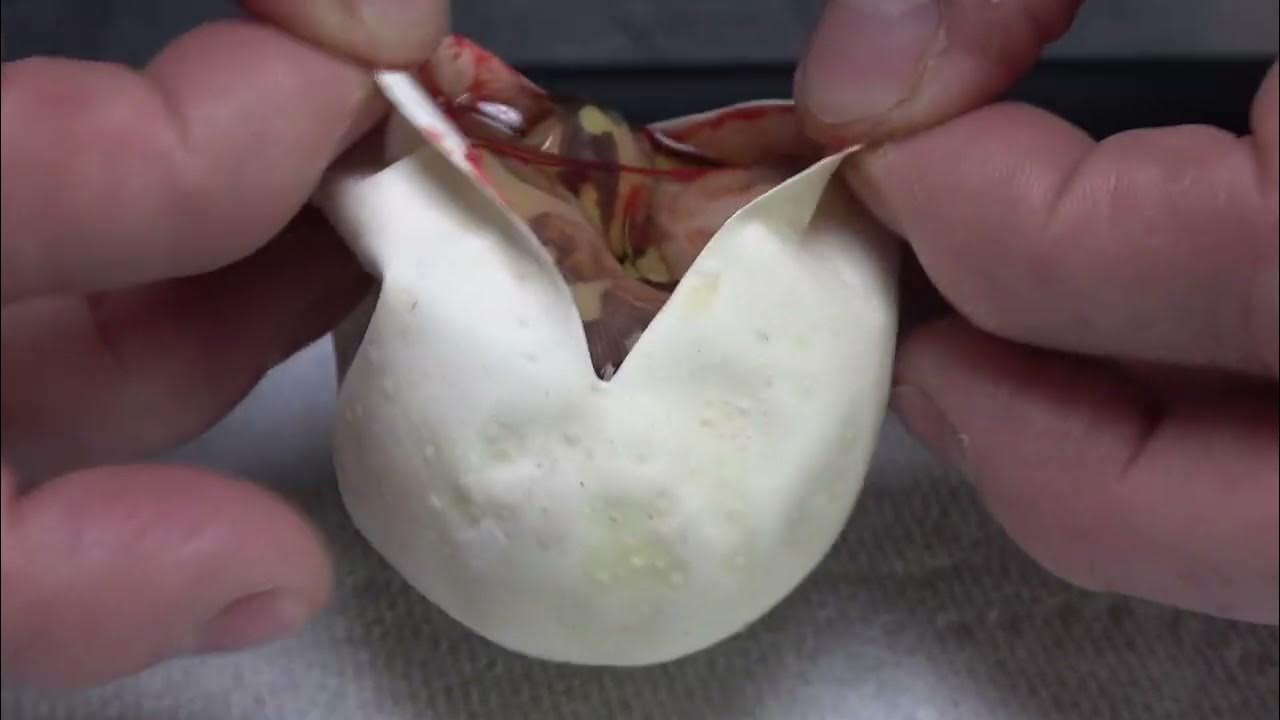Combo Lavender Ball Python Egg Cutting! #107 - YouTube