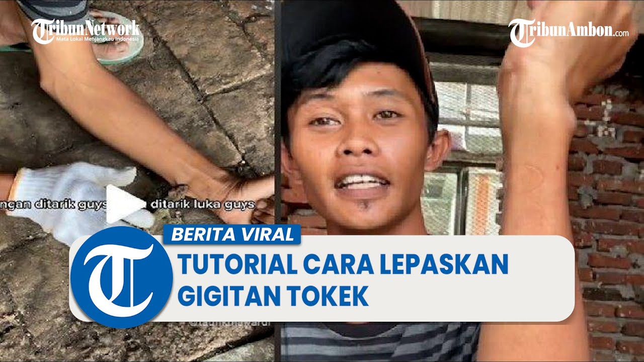 Viral Pria Ini Beberkan Tutorial Cara Lepaskan Gigitan Tokek - YouTube