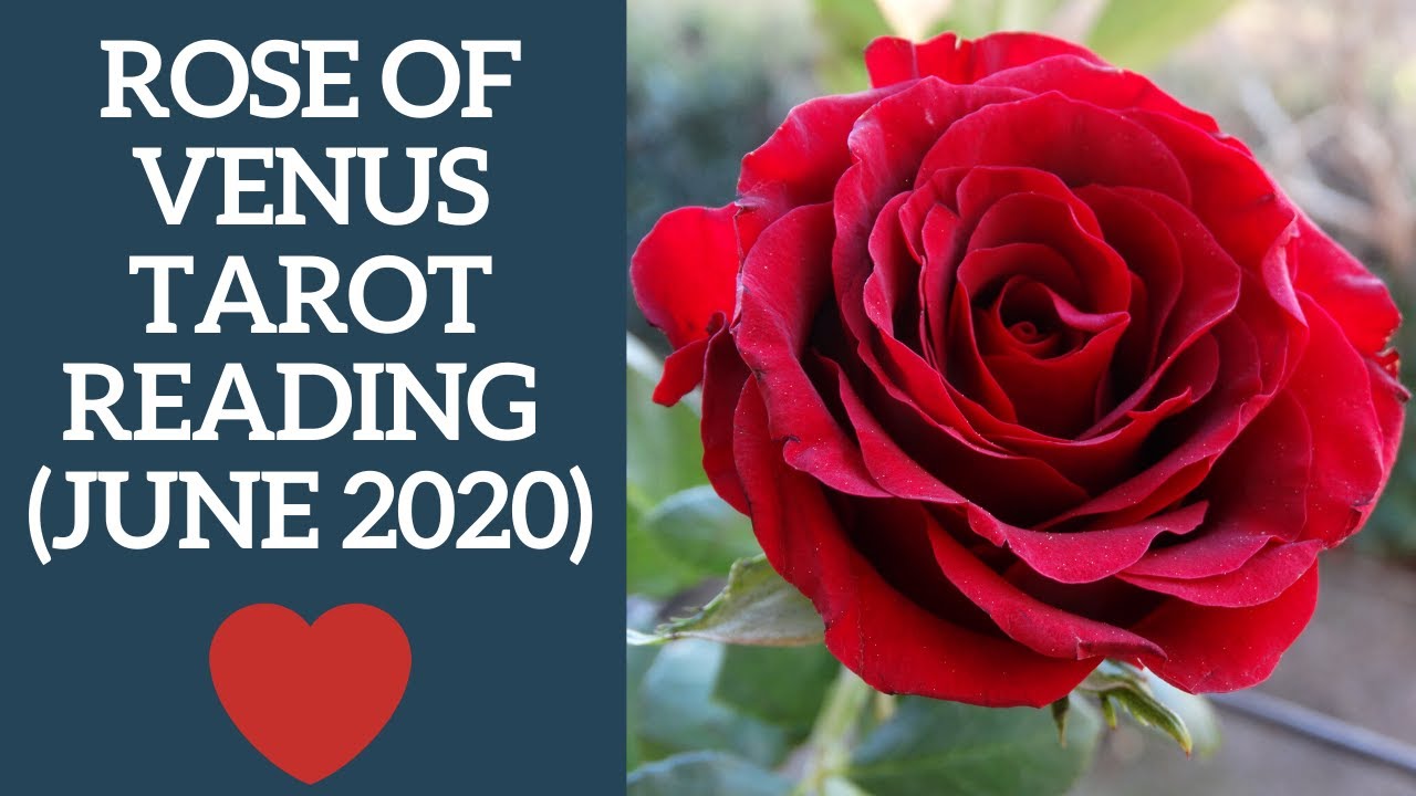 TAROT READING (ROSE OF VENUS 2020) - YouTube