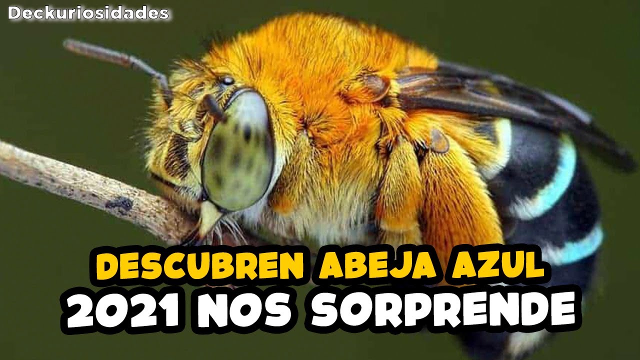 Abeja Azul | Descubren NUEVA | especie en 2021 - YouTube