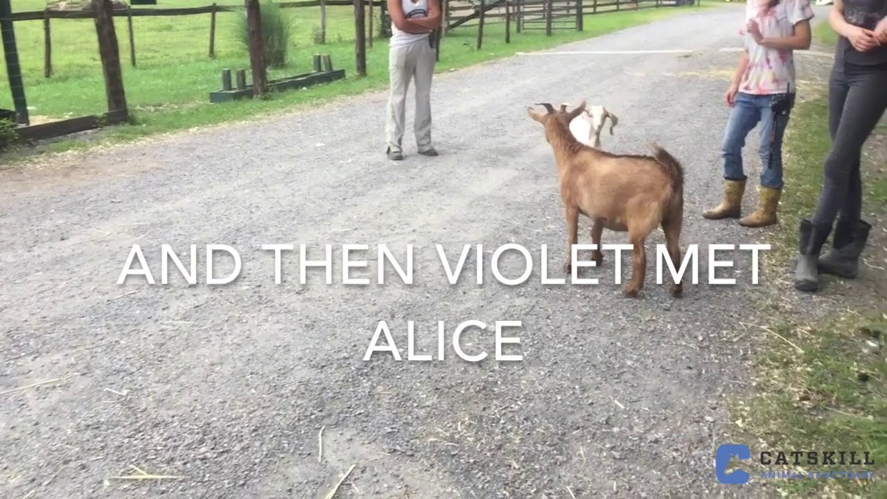 Violet Met The Baby Goats - YouTube