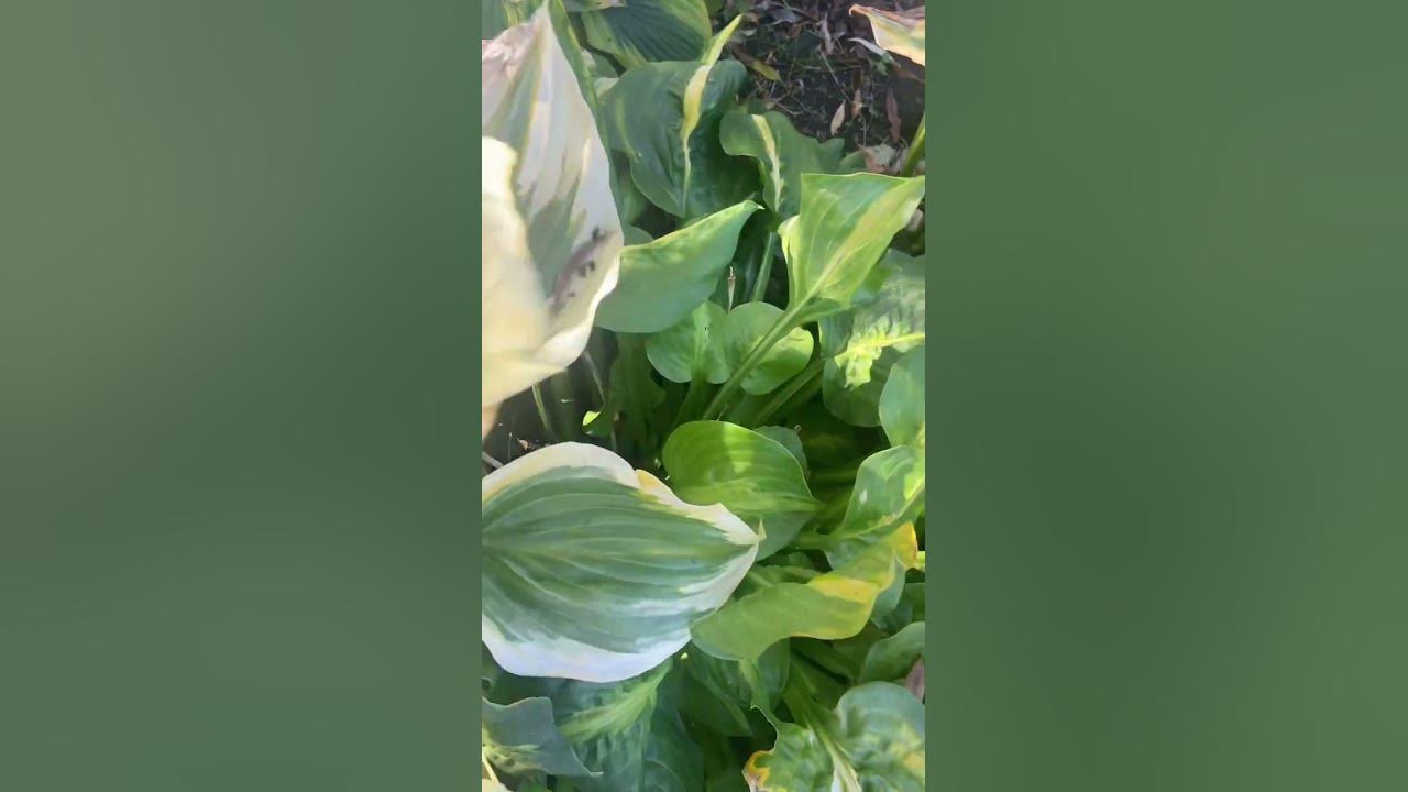 24 сентября 2022 г. Сад хост в Бийске. Hosta garden tour Хоста Манго ...
