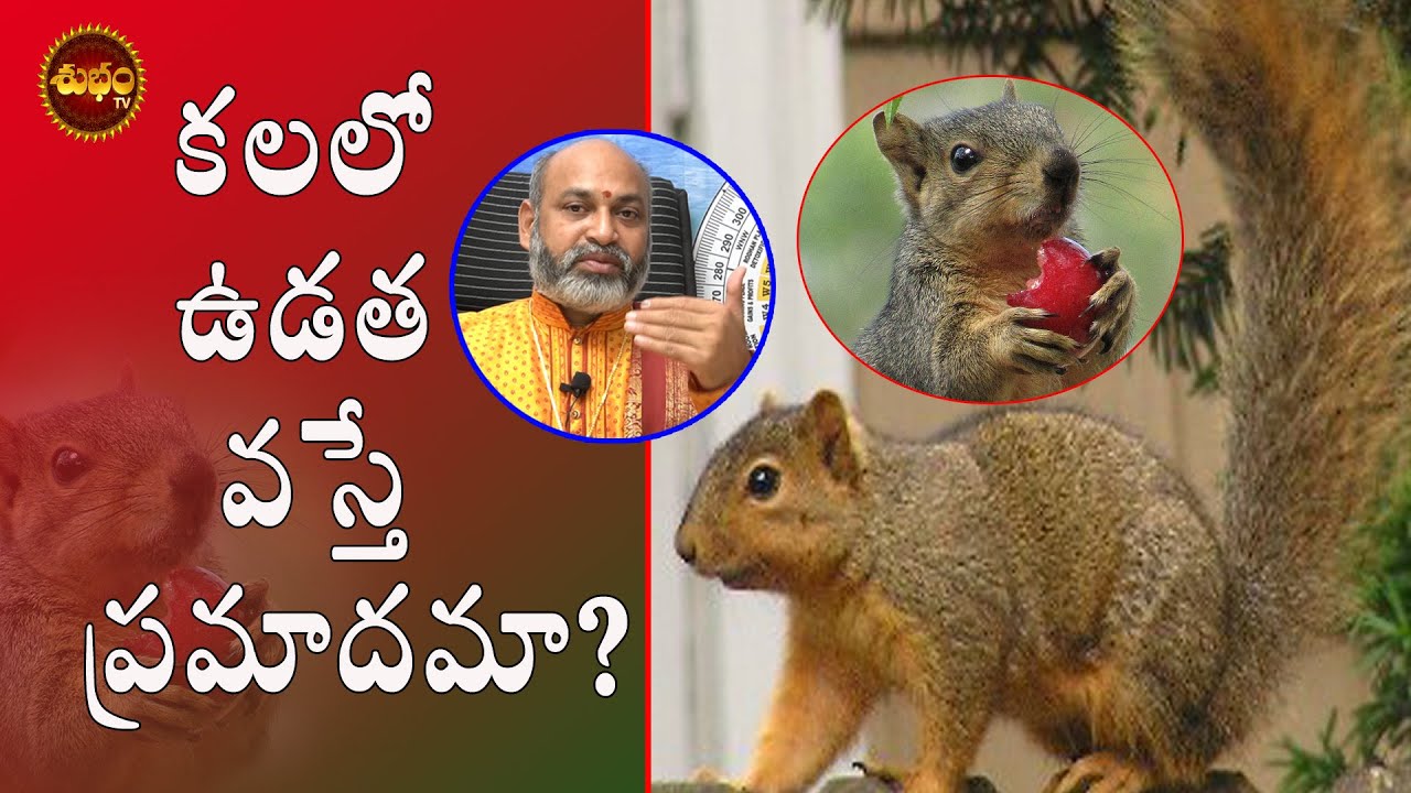 కలలో ఉడత వస్తే | Nidralo Udata | Kalalo Udata Vaste | Dream Of Squirell ...