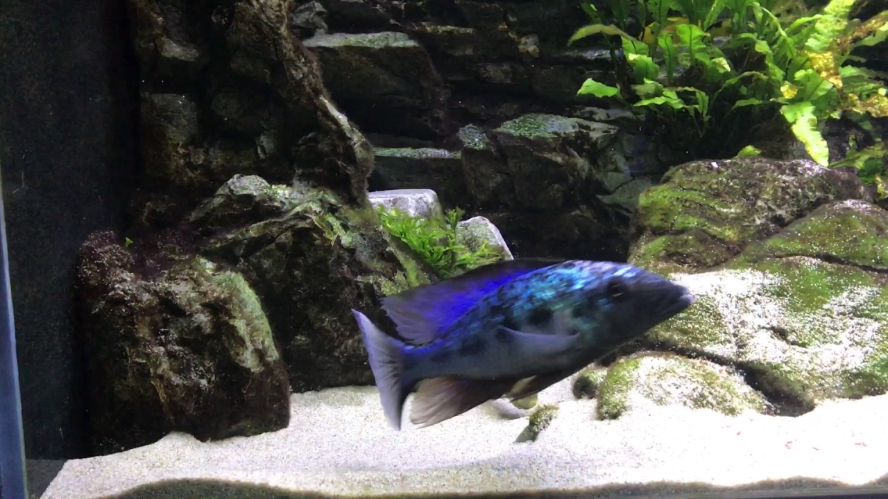 Fossorochromis rostratus spawning. - YouTube