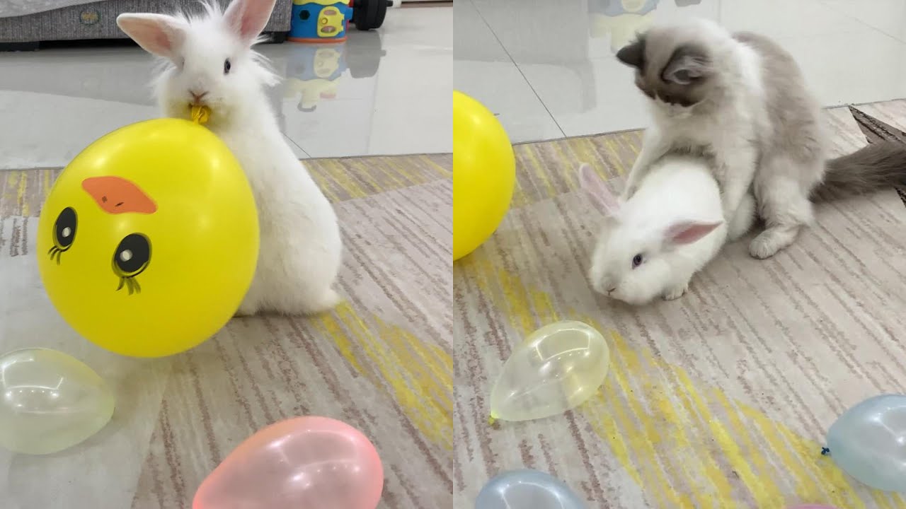 Amazing!The rabbit celebrates the kitten's birthday and prepares a ...