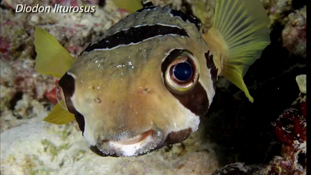 Palau reef fish and new slingjaw wrasse 2015 (4K video) - YouTube