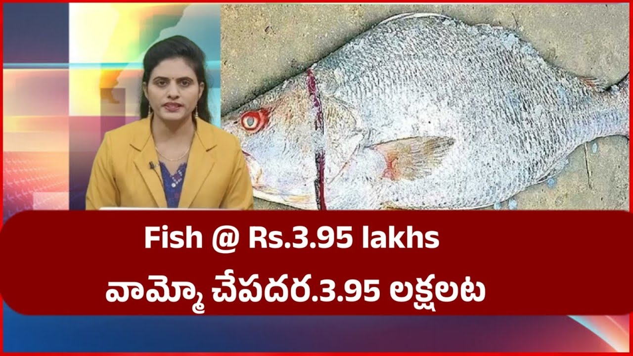 FISH.@Rs.3.95 lakshs. వామ్మో ఈ చేప ధర 3.95 లక్షలట - YouTube